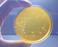 Agar-Agar | AgarGel